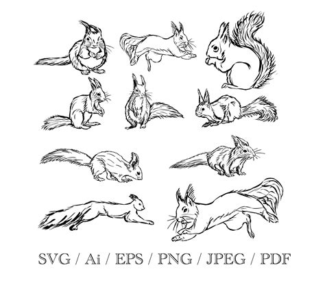 Squirrel Svg Squirrel Svg Files For Cricut Squirrel Print Etsy