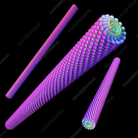Tobacco Mosaic Virus Particles Illustration Stock Image C0566724