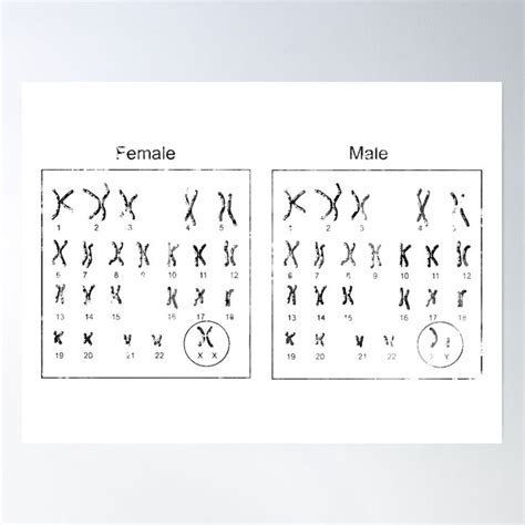 Female And Male Chromosome Idiogram Poster In 2025 Chromosome
