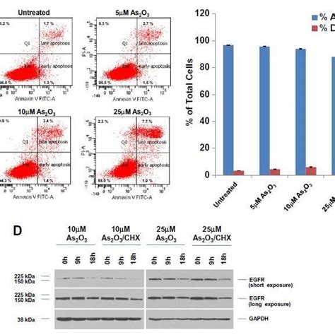 As 2 O 3 Leads To Activation Of Egfr Src And Akt And Modulates Egfr Download Scientific