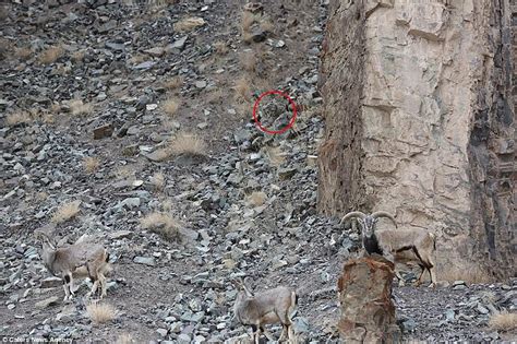 El Espectacular Camuflaje De Un Leopardo Preparado Para Atacar A Unas