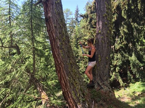 Tree Ring Lab Forest Ecology ETH Zurich
