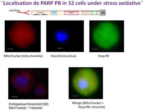 Mitochondria Were Identified In Red Color By Mitotracker Detection Download Scientific Diagram