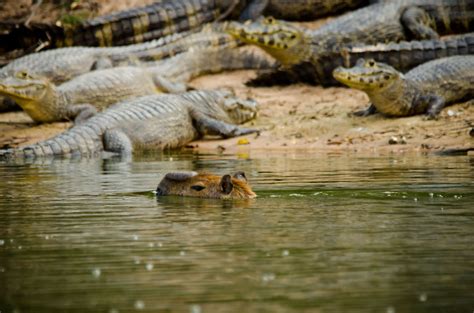 Capybara Swims Amongst Caimans By Ferdy Christant Jungledragon