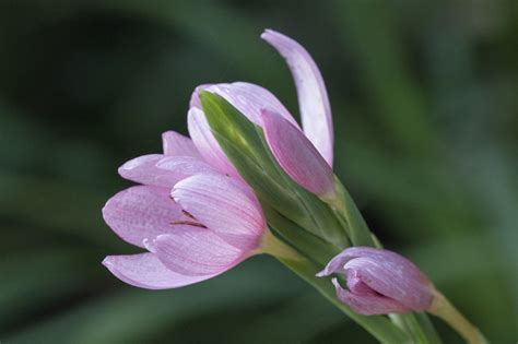Hintergrundbilder Blumen Wild Kalt Blume Makro Sexy Grün Natur