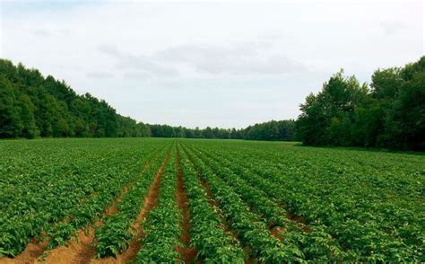 Patatas De Prades