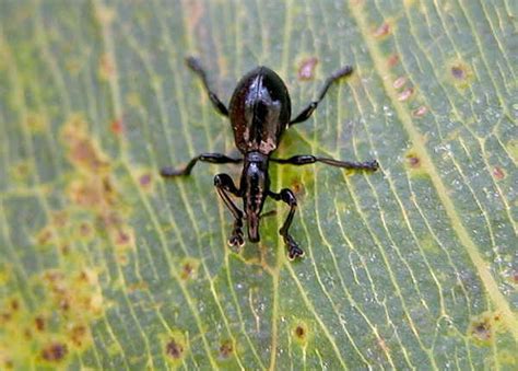 Tiny Black Weevil Myrmacicelus Sp