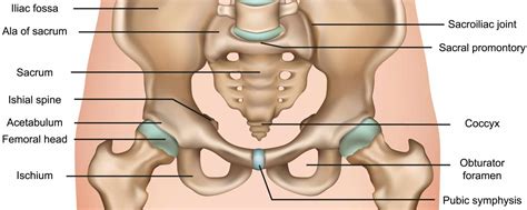Symphysis Pubis Dysfunction Womens Health Physio Sydney