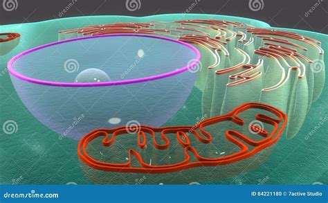 Internal Structure Of Macrophage Stock Illustration Illustration Of