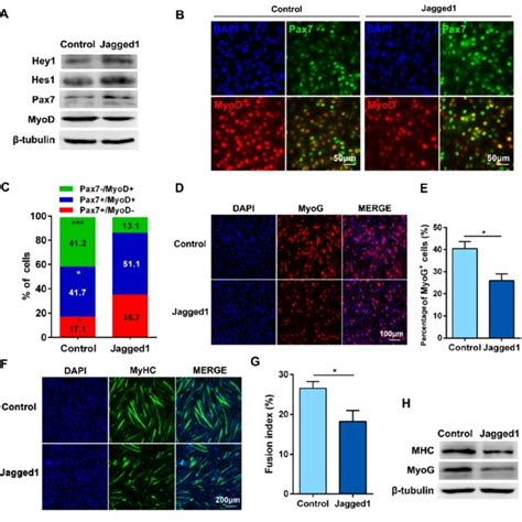 Notch Signaling Prevents Myogenic Differentiation Of Embryonic Muscle