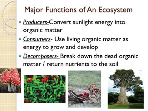 PPT Ecosystem Functions PowerPoint Presentation Free Download ID
