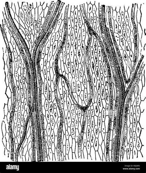 Physiological botany I Outlines of the histology of phænogamous