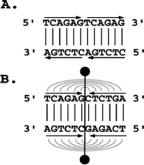 figure 2 from dna inverted repeats and human disease semantic scholar