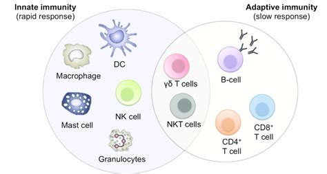 Elements Of The Innate And Adaptive Immune System Adapted From [59
