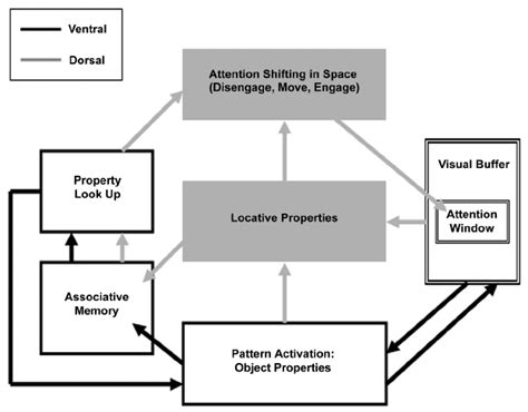 Schematic Representation Of The General Architecture Of Visual Mental