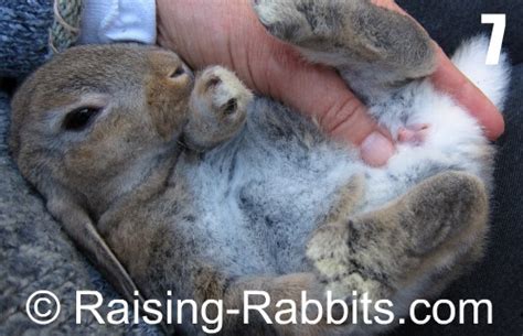 How Do You Know If A Bunny Is A Boy Or Girl Yancey Squom1944