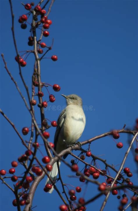 Northern Mockingbird On Berry Tree With Blue Sky Background Stock Image Image Of Northern