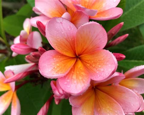 Plumeria Rubra Flower At Roy Hill Blog