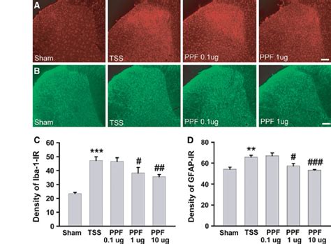 Effect Of Propentofylline On Tetanic Stimulation Induced Increase In