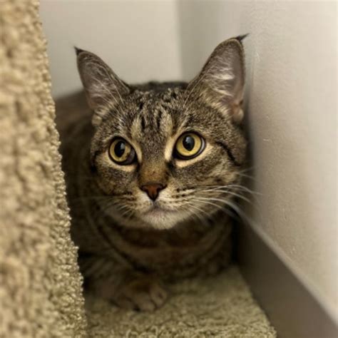 Chipmunk The Cat Needs A New Home In The Calgary Area