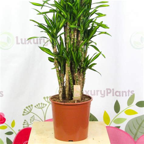 Драцена фрагранс Рики 3 ст 130 30 Live Plants Moscow Buy At A Price