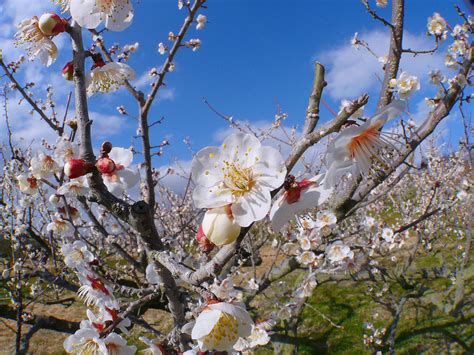 梅ウメ 梅の花 梅林 壁紙写真集 四季の彩り壁紙写真集