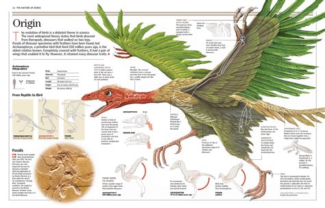 Britannica Birds 儿童英语图书馆
