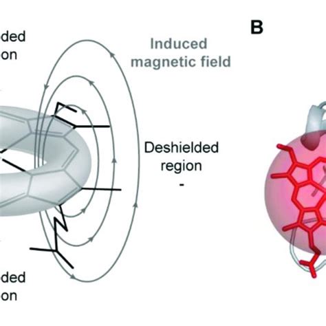 Ring Current And Paramagnetic Effects Of The Heme Groups A Model For