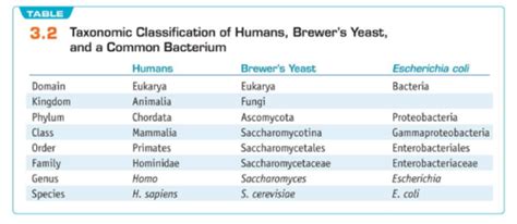 Chapter 4 Microscopy Staining And Classification Flashcards Quizlet