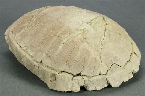 67 Oligocene Fossil Tortoise Stylemys South Dakota 269871 For