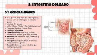 Anatomía Y Morfofisiología Del Intestino Delgado Duodeno Yeyuno E