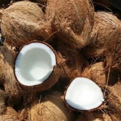 Kelapa Tua 400 Grbutir Bwi