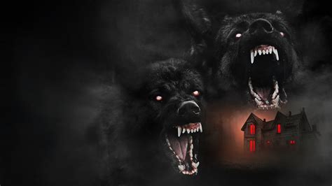 Psy Cały Film Vider