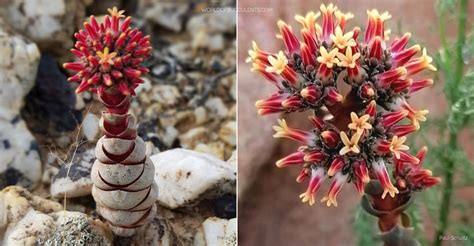 Crassula Columnaris Subsp Prolifera World Of Succulents