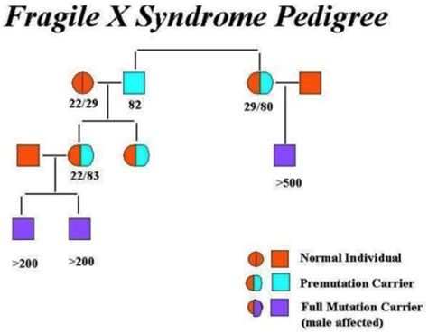 Non Mendelian Trinucleotide Repeat Disorders Flashcards Quizlet