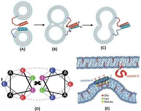Illustration Of The Original Concept Of Liposome Fusion Mediated By