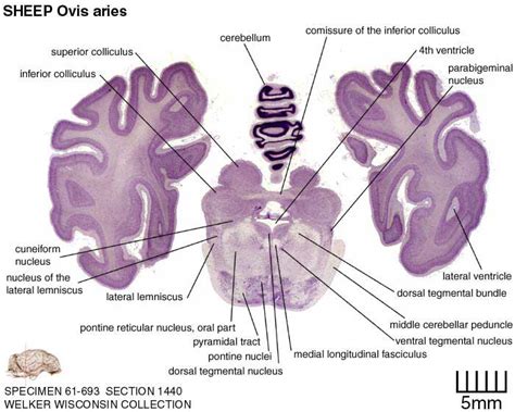 Atlas Of The Sheep Brain Section Image