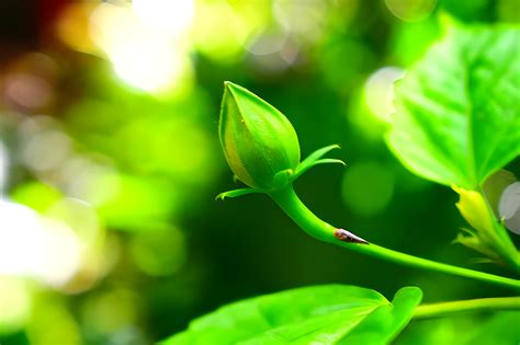 Download Flower Green Cocoon Royalty Free Stock Illustration Image