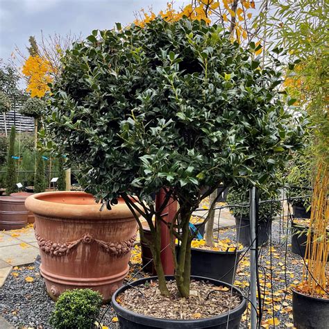 Buy Ilex Cornuta Furcata Chinese Or Horned Holly Architectural Plants