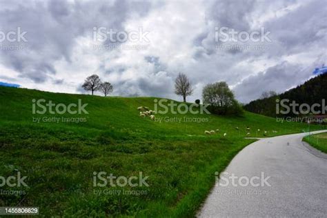 눈 덮인 알프스 기슭의 산책 눈 덮인 알프스와 아름다운 구름 알프스 초원을 통해 알프스 산책 밝은 녹색 초원과 그 사이의 길 도로에 대한 스톡 사진 및 기타 이미지 Istock