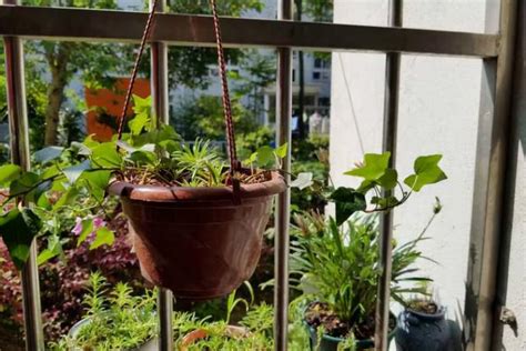 陽台養花記住3口訣養花不費力啥花都能養好 每日頭條