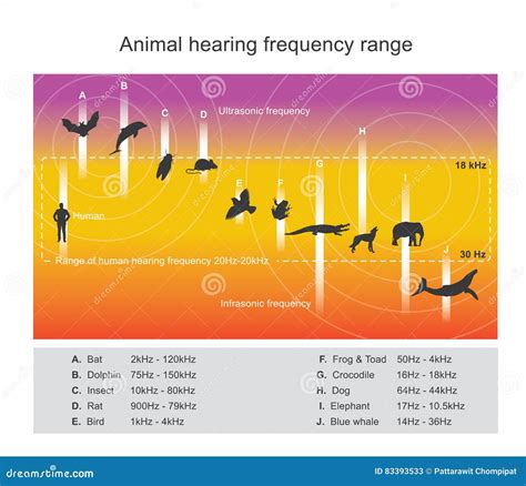 Hearing Range Describes The Range Of Frequencies Stock Vector Illustration Of Wave Sound