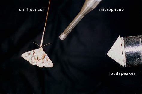 Echolocation In Noctuid Moths