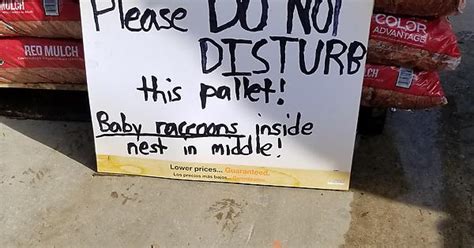 Shhhhh Trash Pandas Inside Album On Imgur