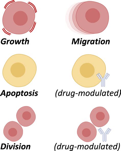 A Graphical Representation Of The Mtt Viability Assay Procedure From