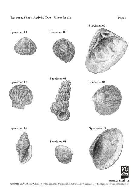 lesson 2 macrofossil worksheets pdf