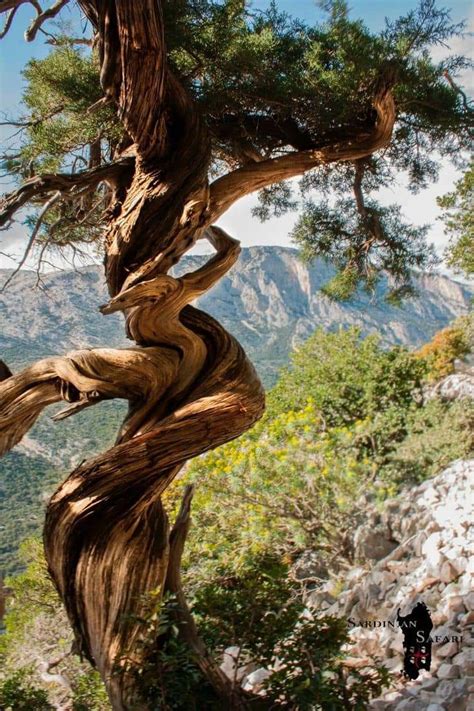 Los Árboles Mágicos by Oscar Gaitan on Twitter El árbol
