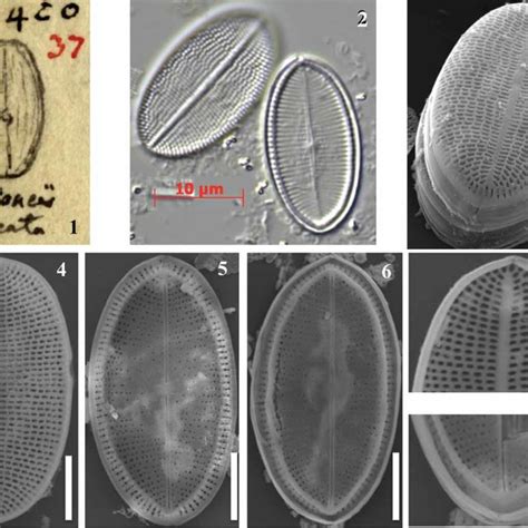Comparison Of Morphometric Data And Autecology For Cocconeis Euglypta Download Table