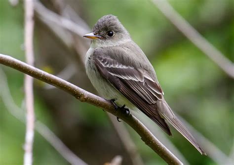 10 Types Of Flycatchers In Texas With Pictures And Identification