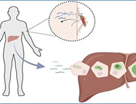 Developmental Analysis Of Spliceosomal SnRNA Isoform Expression With RNA Seq RNA Seq Blog